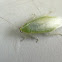 Green Banana Cockroach | Project Noah