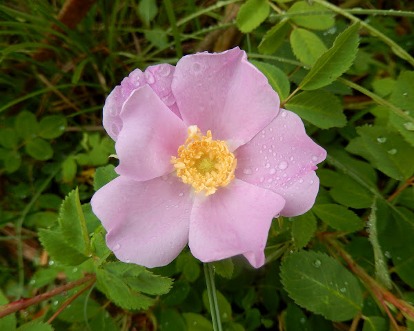 Prickly Rose | Project Noah