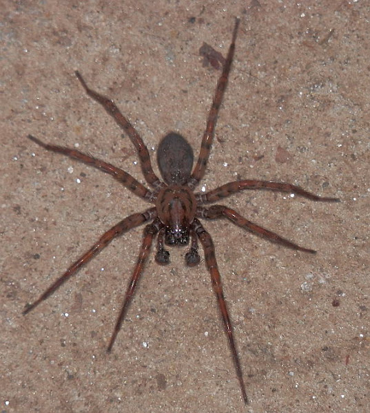 Barn Funnel Weaver (male) | Project Noah