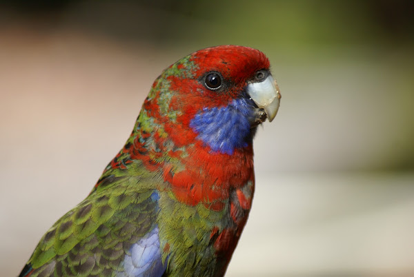 Crimson Rosella | Project Noah