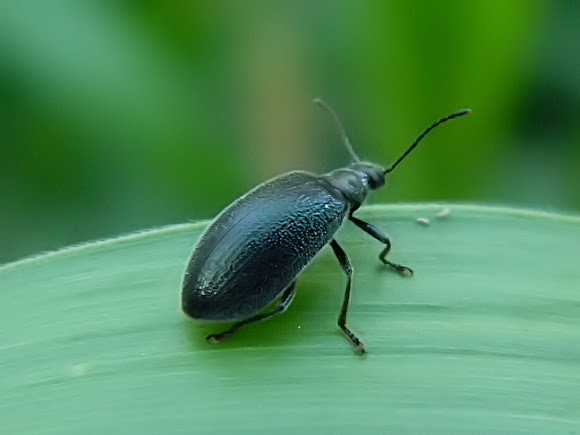 darkling beetle | Project Noah