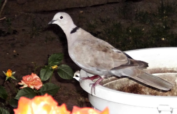 Eurasian Collared Dove | Project Noah