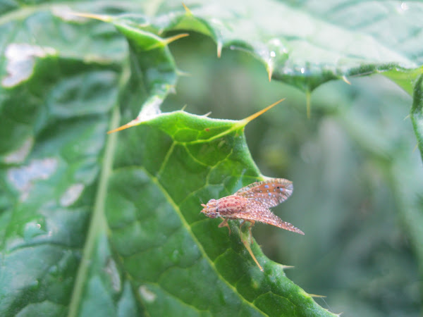 Tephritid Fruit Fly | Project Noah