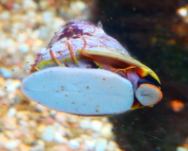 Wavy turban snail | Project Noah