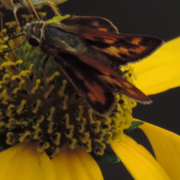 Fiery Skipper female | Project Noah