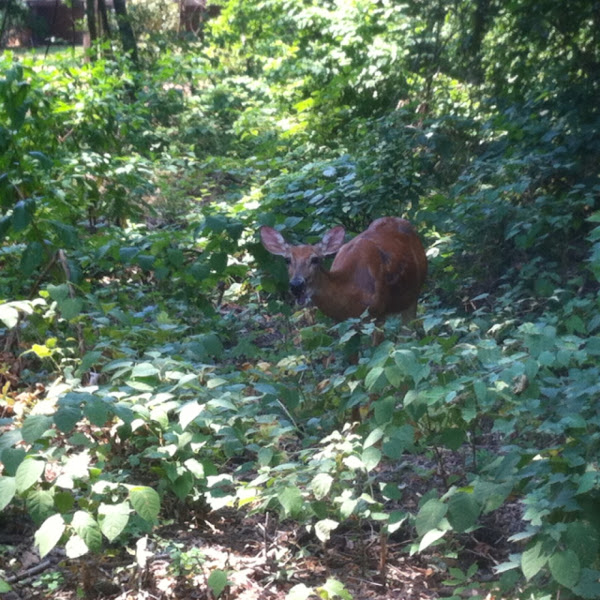 White-tailed deer | Project Noah