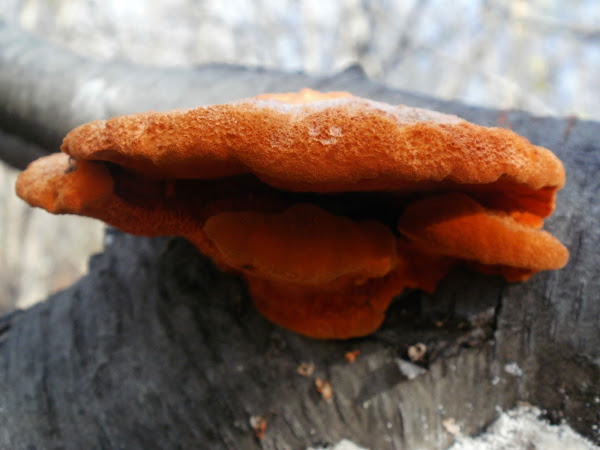 Cinnabar-red Polypore | Project Noah