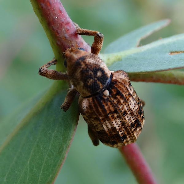 Mottled weevil | Project Noah
