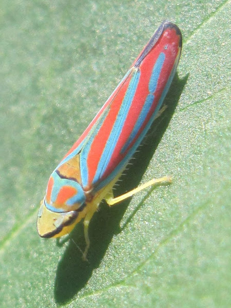 Candy-Striped Leafhopper | Project Noah