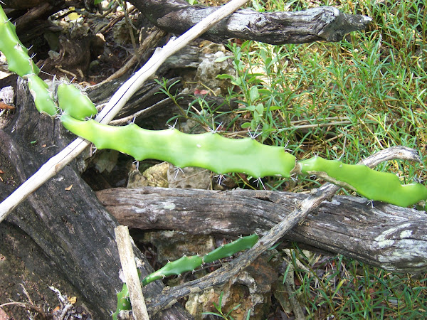 Barbed Wire Cactus | Project Noah
