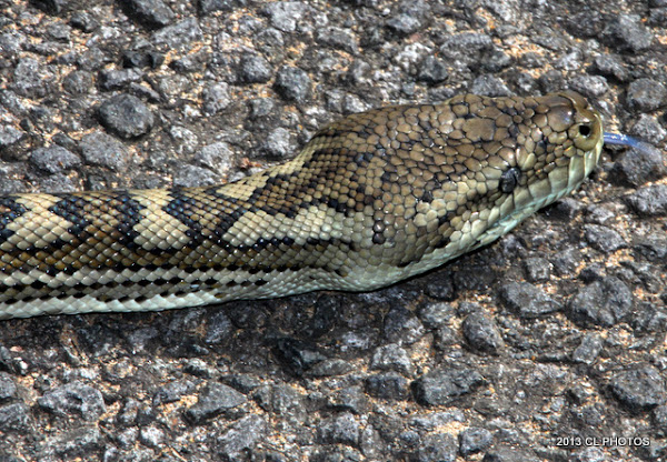 Carpet Snake | Project Noah