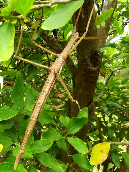 Titan stick insect | Project Noah