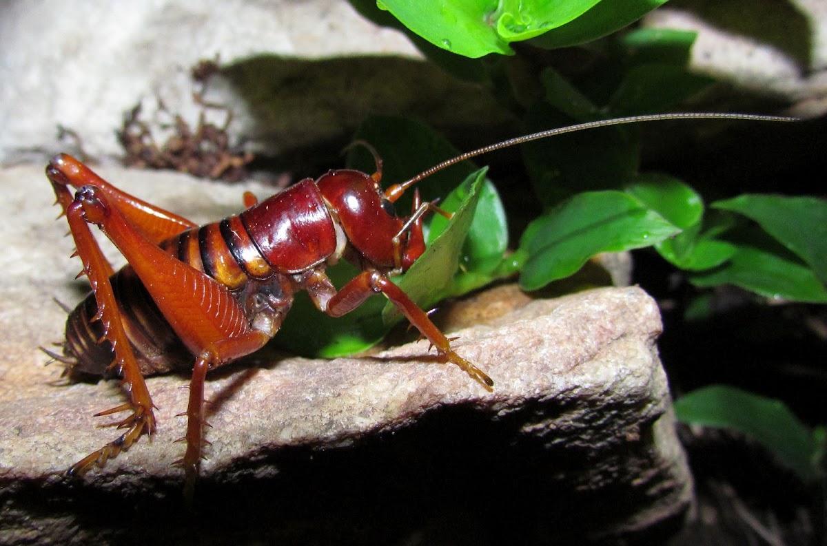 King cricket aka Parktown Prawn | Project Noah