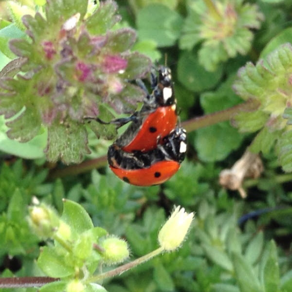 Ladybugs | Project Noah