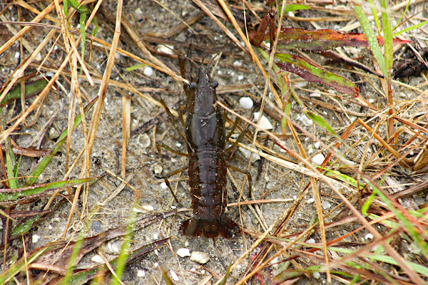 Rusty Crayfish | Project Noah