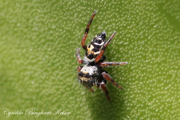 Jumping Spider (Juvenile) | Project Noah