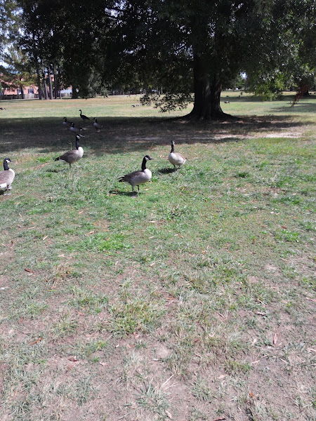 Geese | Project Noah