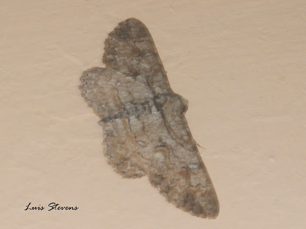 Geometer moth | Project Noah