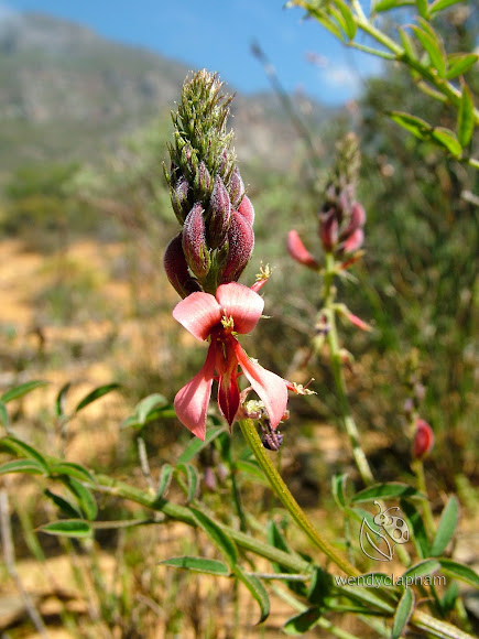 Indigofera spp | Project Noah