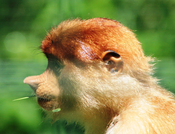 Proboscis Monkey | Project Noah