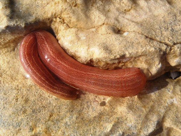 Holoturia. Reproducción asexual | Project Noah