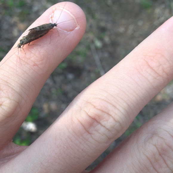 Fish fly | Project Noah