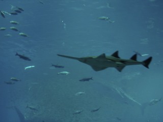 Sawtooth Shark | Project Noah