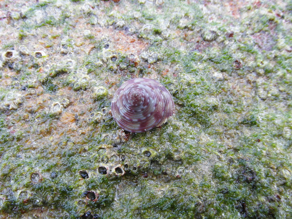 European painted top shell | Project Noah