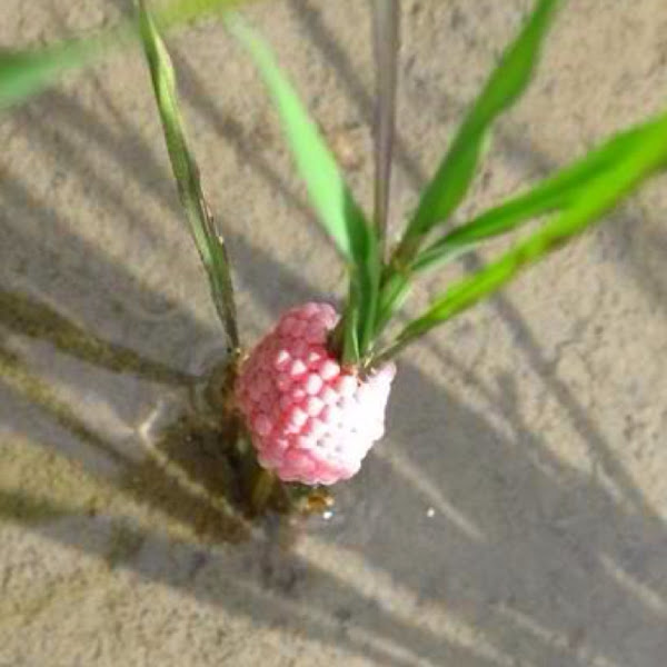 Golden Apple Snail (GAS), kuhol (Fil.) | Project Noah