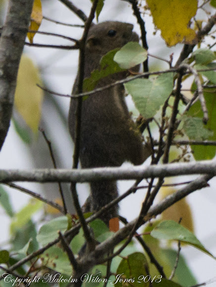 Slender Squirrel | Project Noah