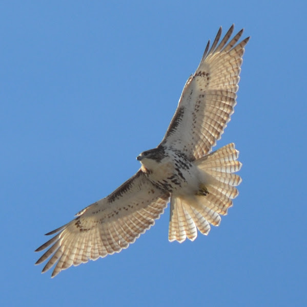 Red-tailed Hawk | Project Noah
