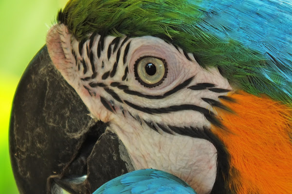 Blue and Yellow Macaw Parrot | Project Noah