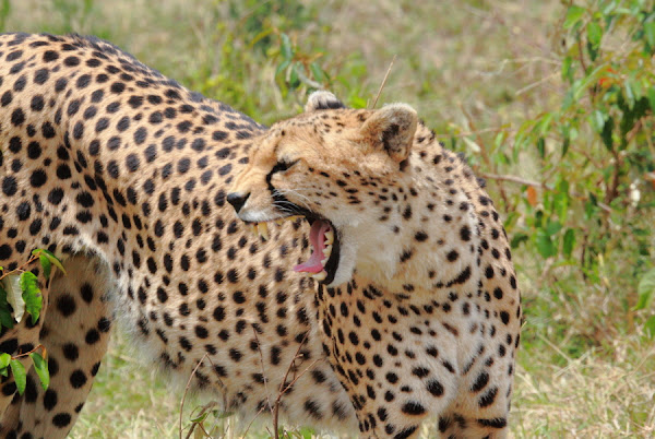 Cheetah | Project Noah