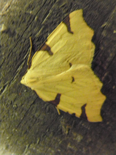 triangle wing moth | Project Noah