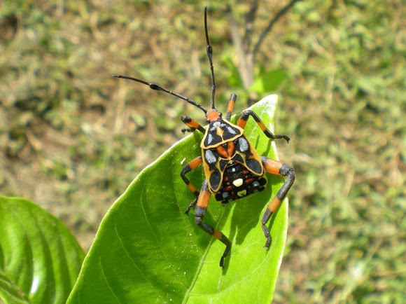 Giant Mesquite Bug | Project Noah