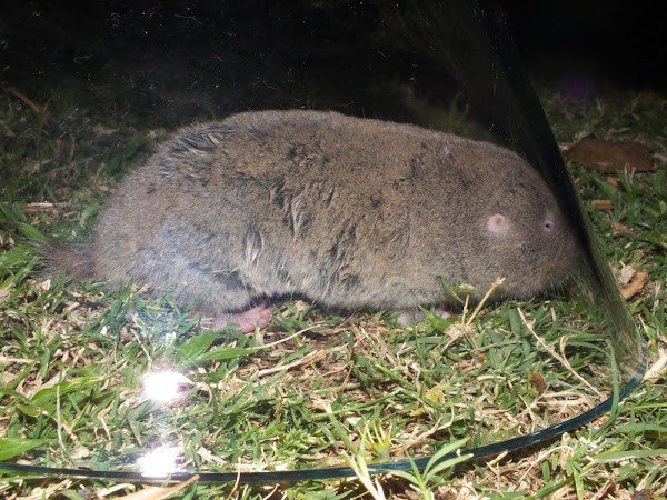 Common Mole Rat | Project Noah