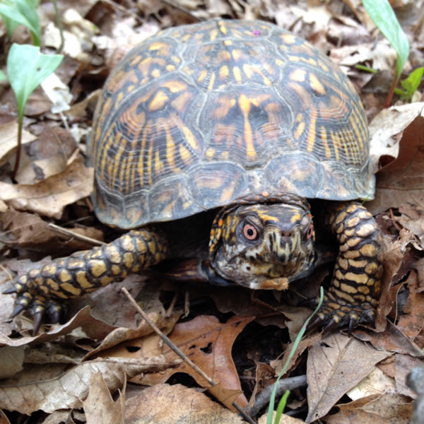 Box Turtle | Project Noah