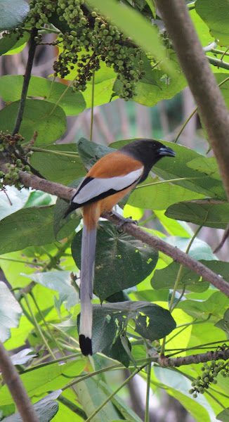 Rufous Treepie | Project Noah