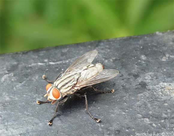 Flesh Fly | Project Noah