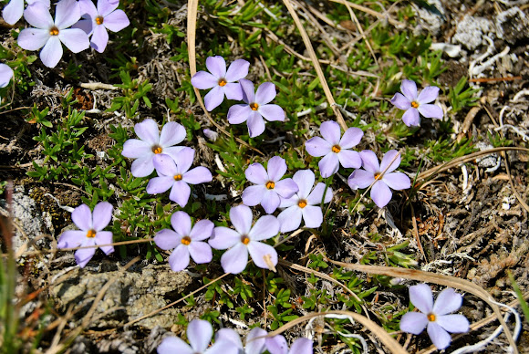 Spreading Phlox | Project Noah