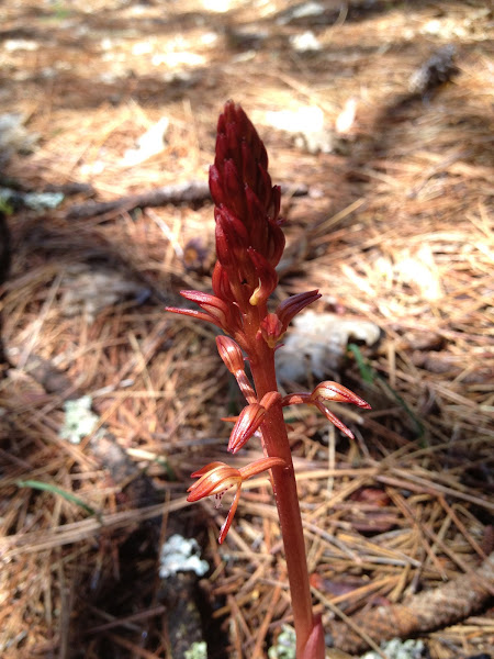 Spotted Coral Root | Project Noah