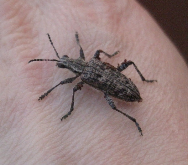 Ribbed Pine Borer (with Mites) | Project Noah