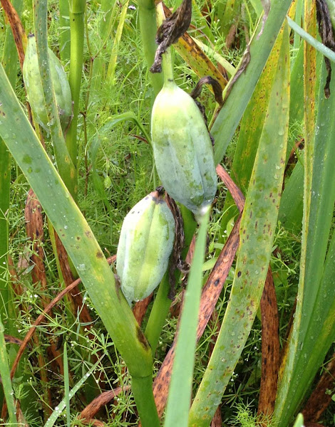 Prairie Iris | Project Noah