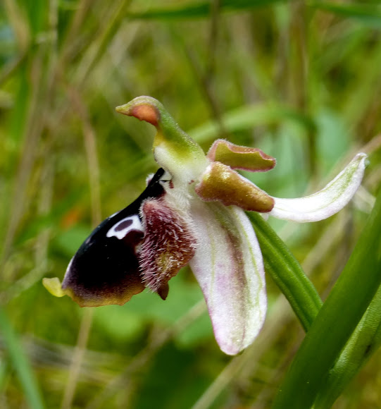 Ophrys reinholdii | Project Noah