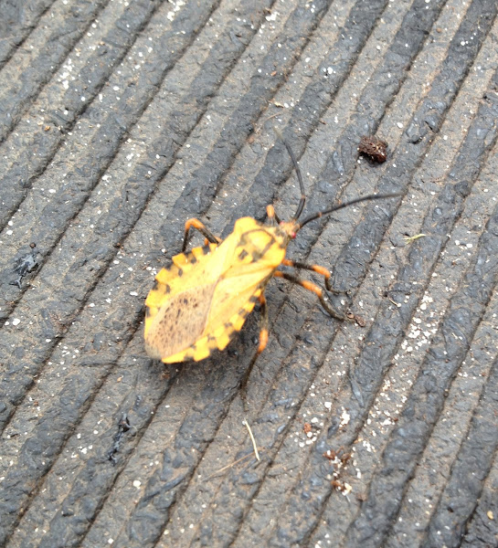 Spartocera fusca | Project Noah