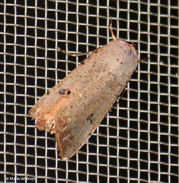 Green Cutworm Moth | Project Noah