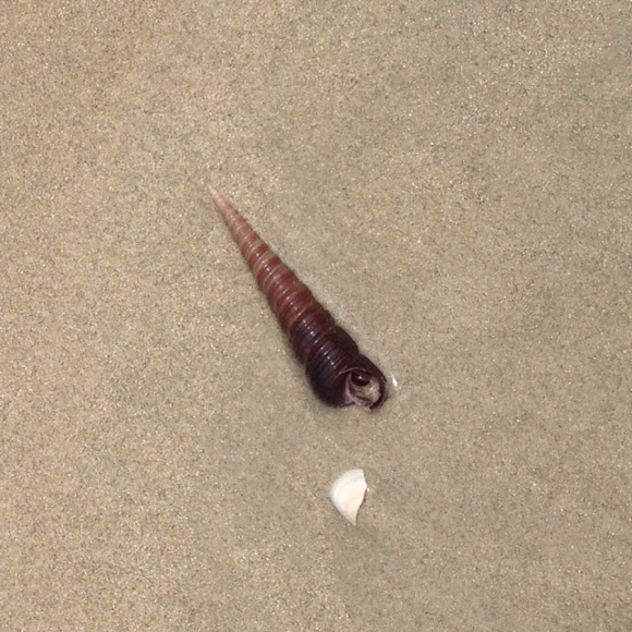 Boring turret shell | Project Noah