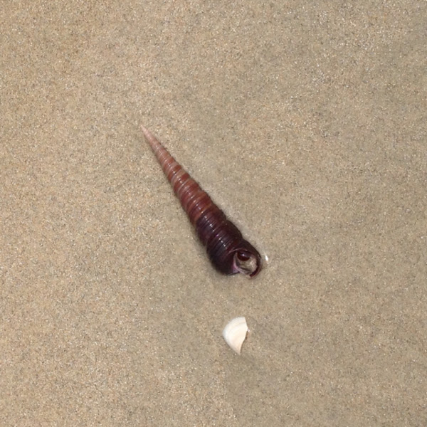 Boring turret shell | Project Noah