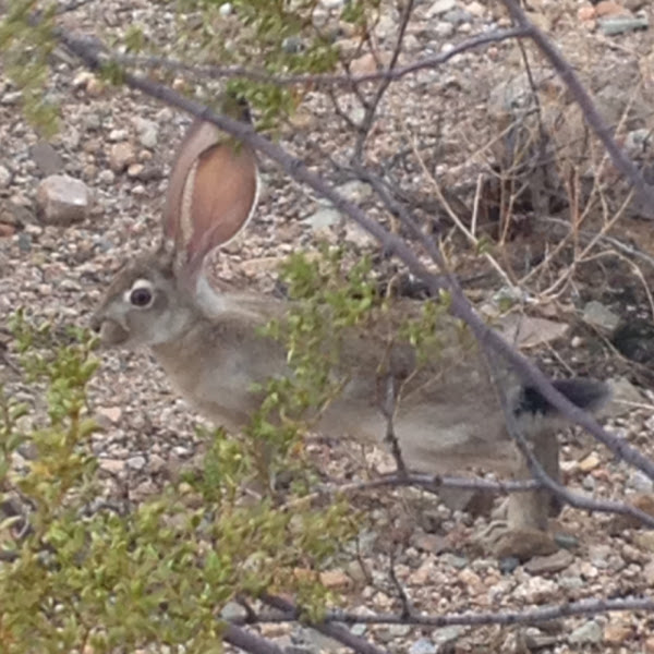 Black-tailed Jackrabbit | Project Noah