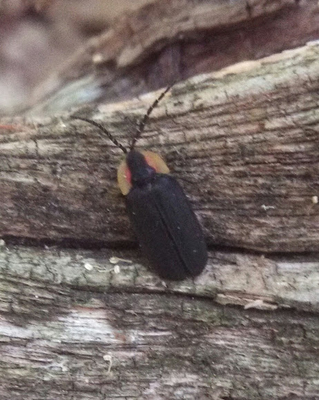 Diurnal Firefly | Project Noah